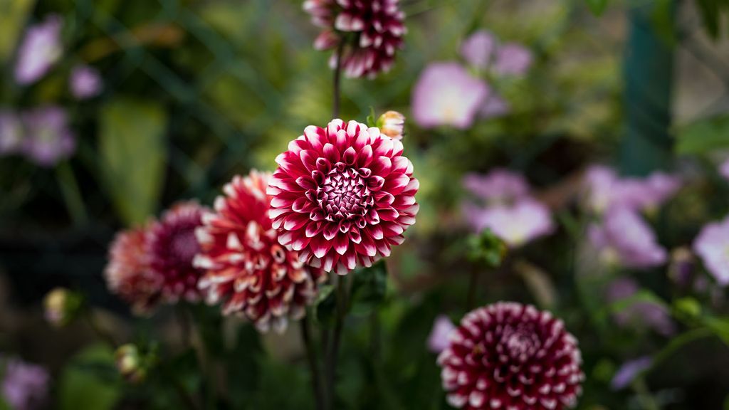 7 Flowers That Bloom In September For Early Fall Colour | Gardening ...