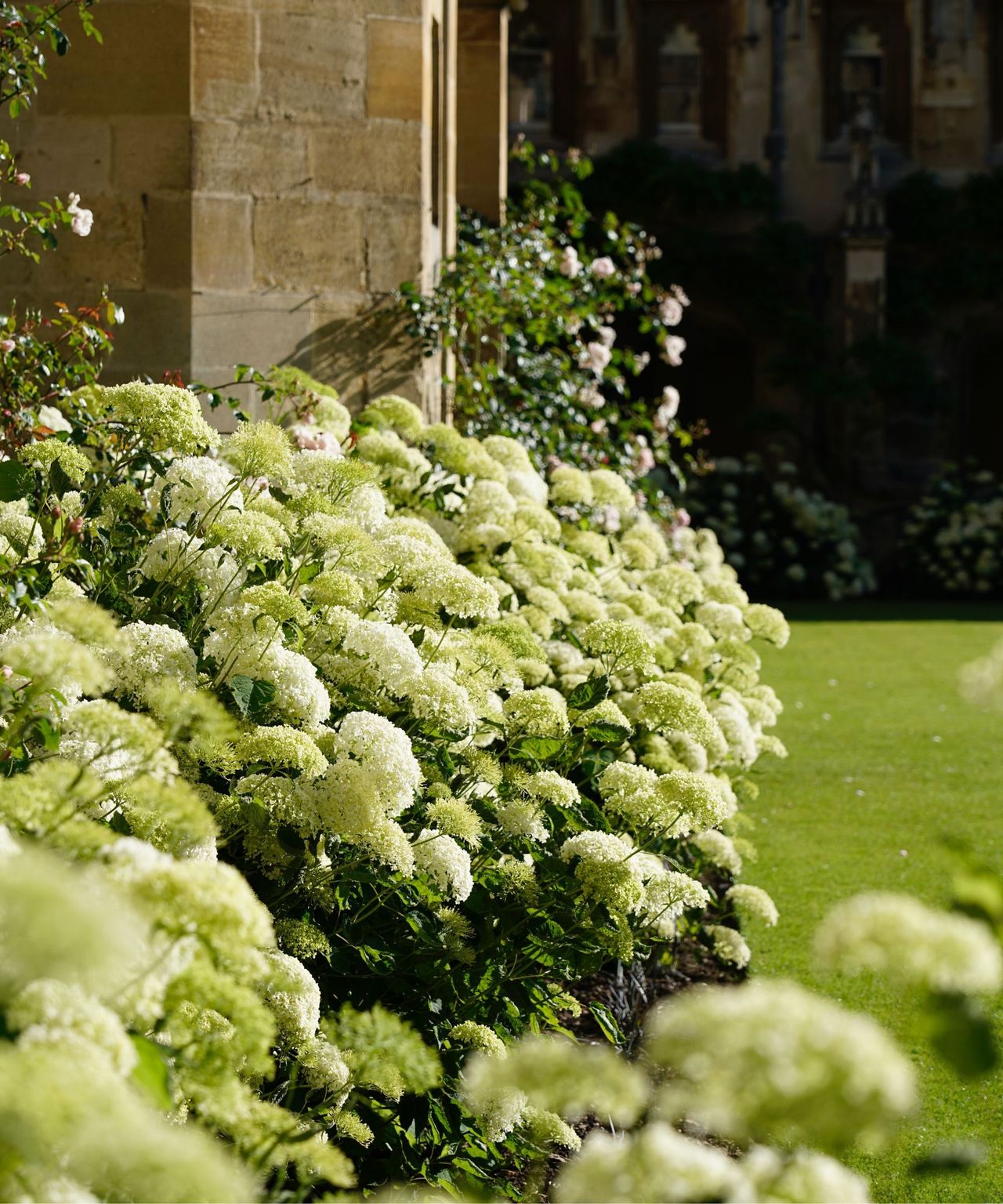 How to get your Annabelle Hydrangeas to have their best summer ever ...