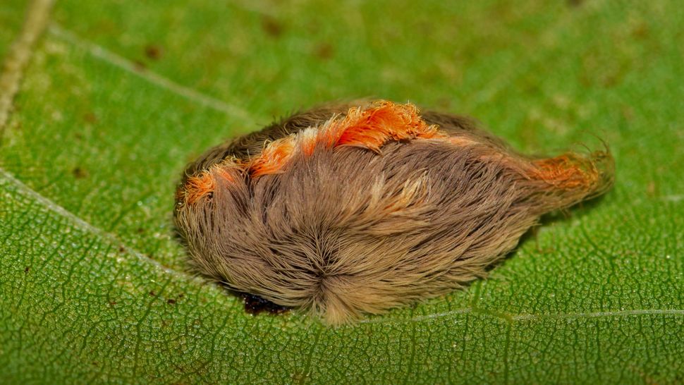 Fuzzy caterpillar has sting 'like being hit with a baseball bat," and ...