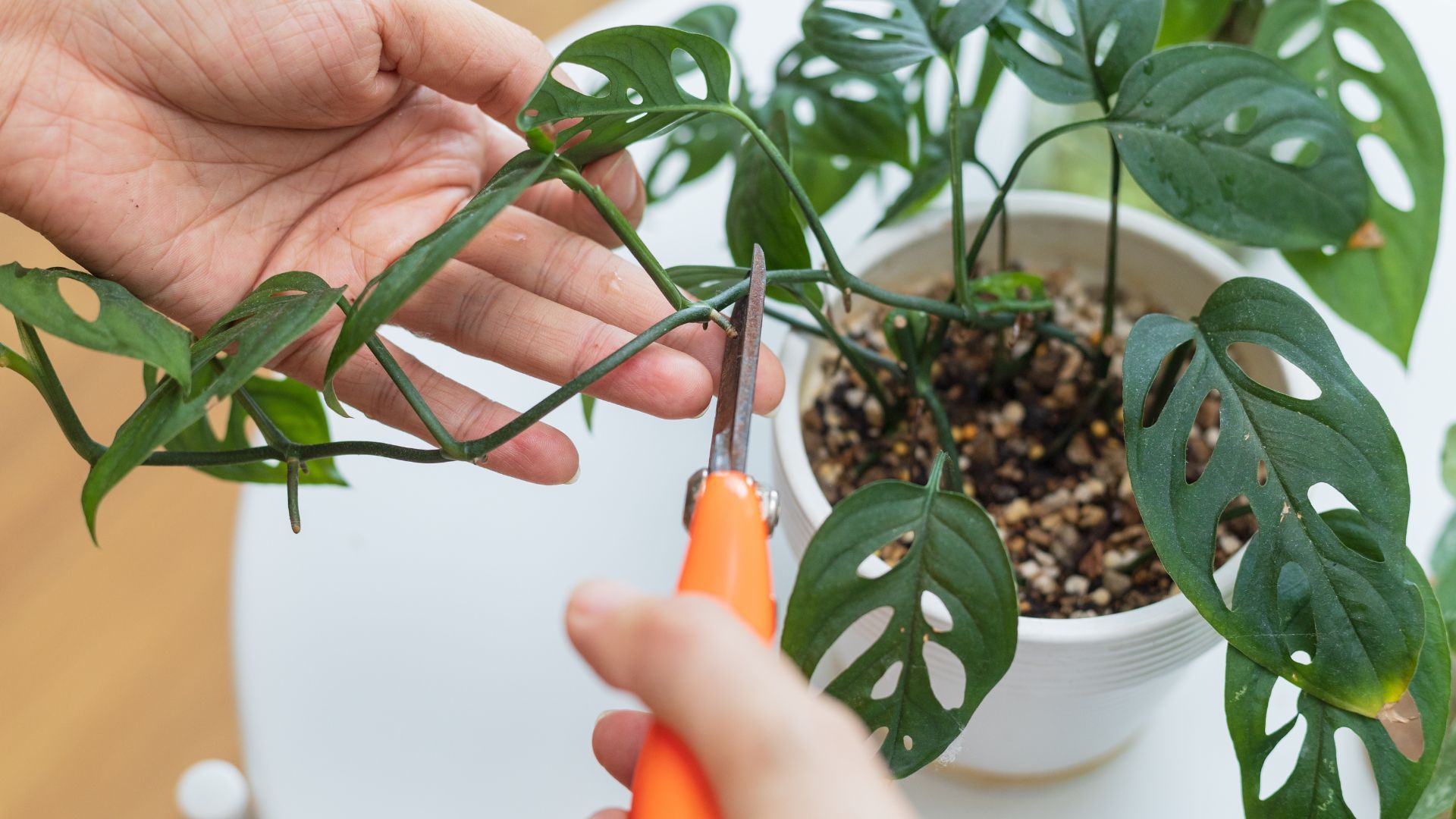 How to take a plant cutting: the expert-approved method | Woman & Home