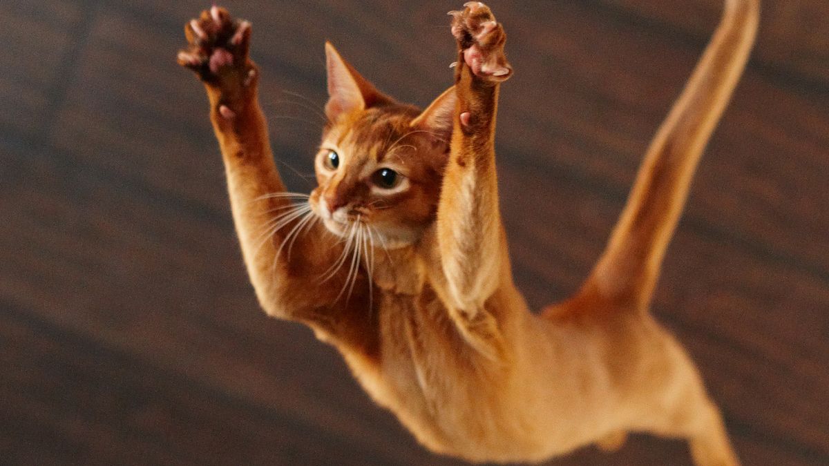 32 fun facts about Abyssinian cats | PetsRadar