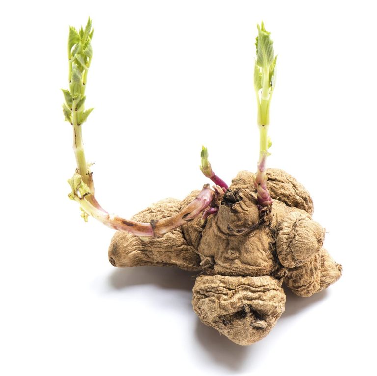 Propagating Dahlias From Cuttings - Tips On Growing Dahlia Cuttings ...