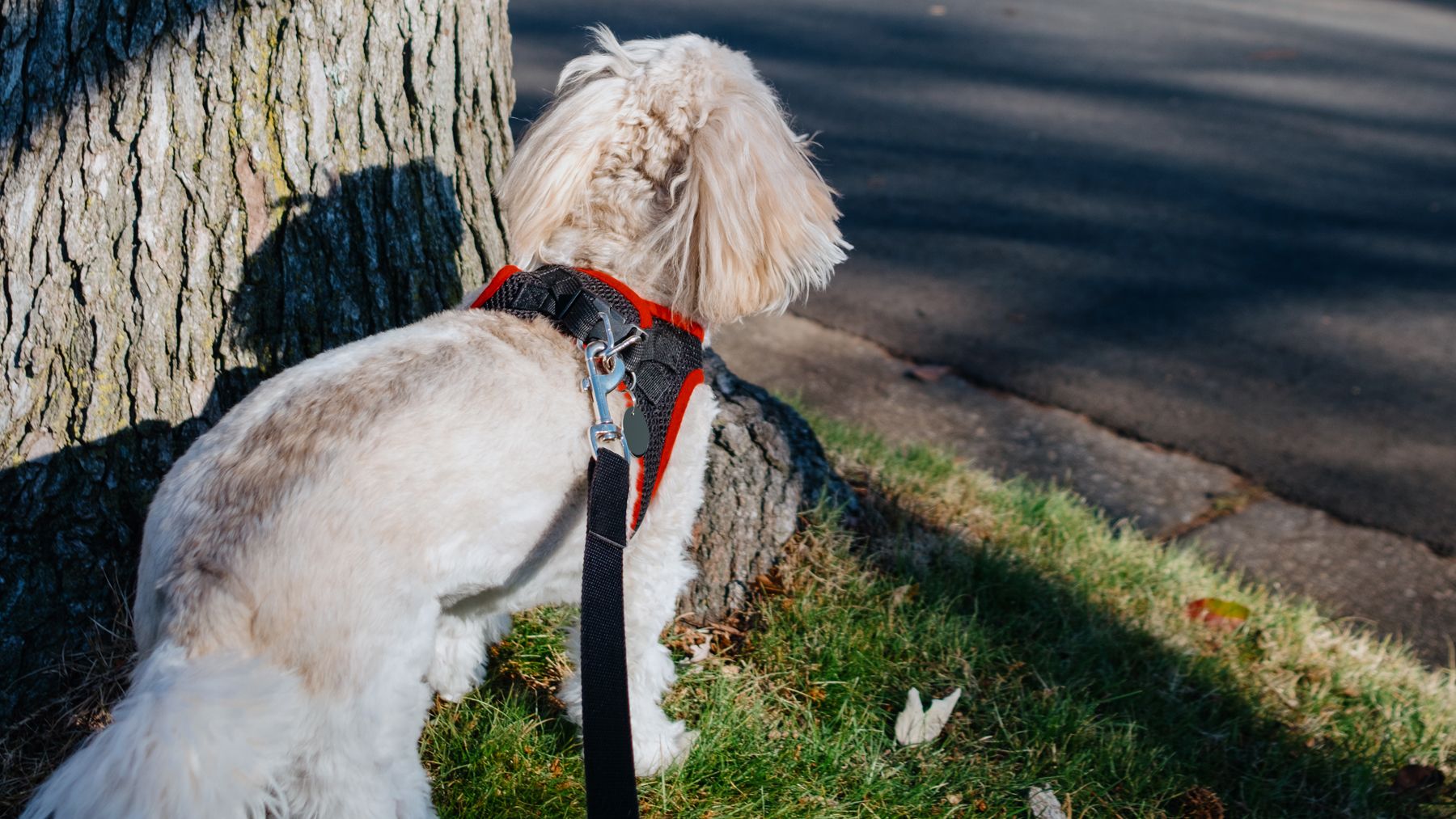Dog not as responsive when out of the house? Try this trainer’s advice ...