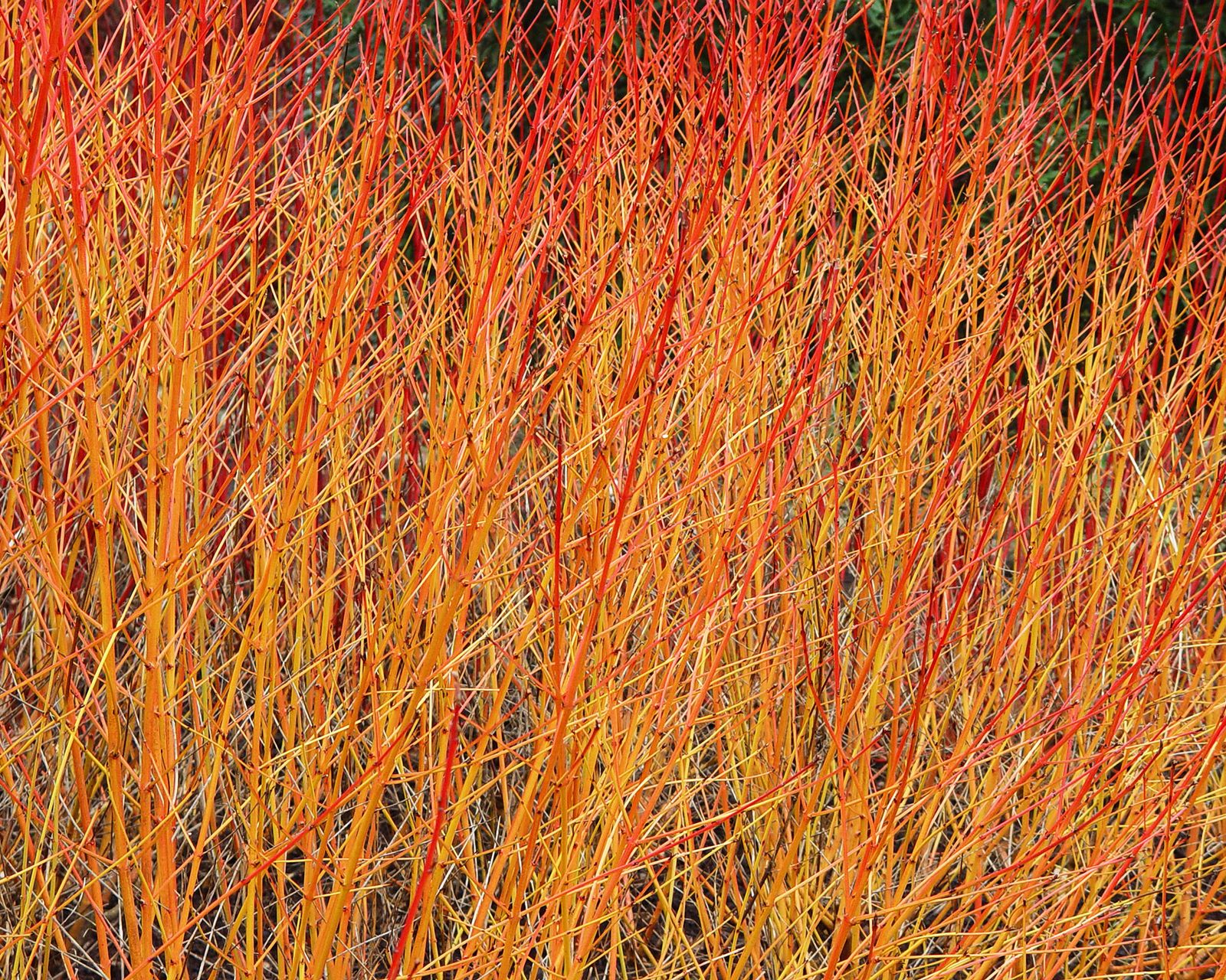 Types of red twig dogwood: 11 eye-catching varieties | Gardeningetc