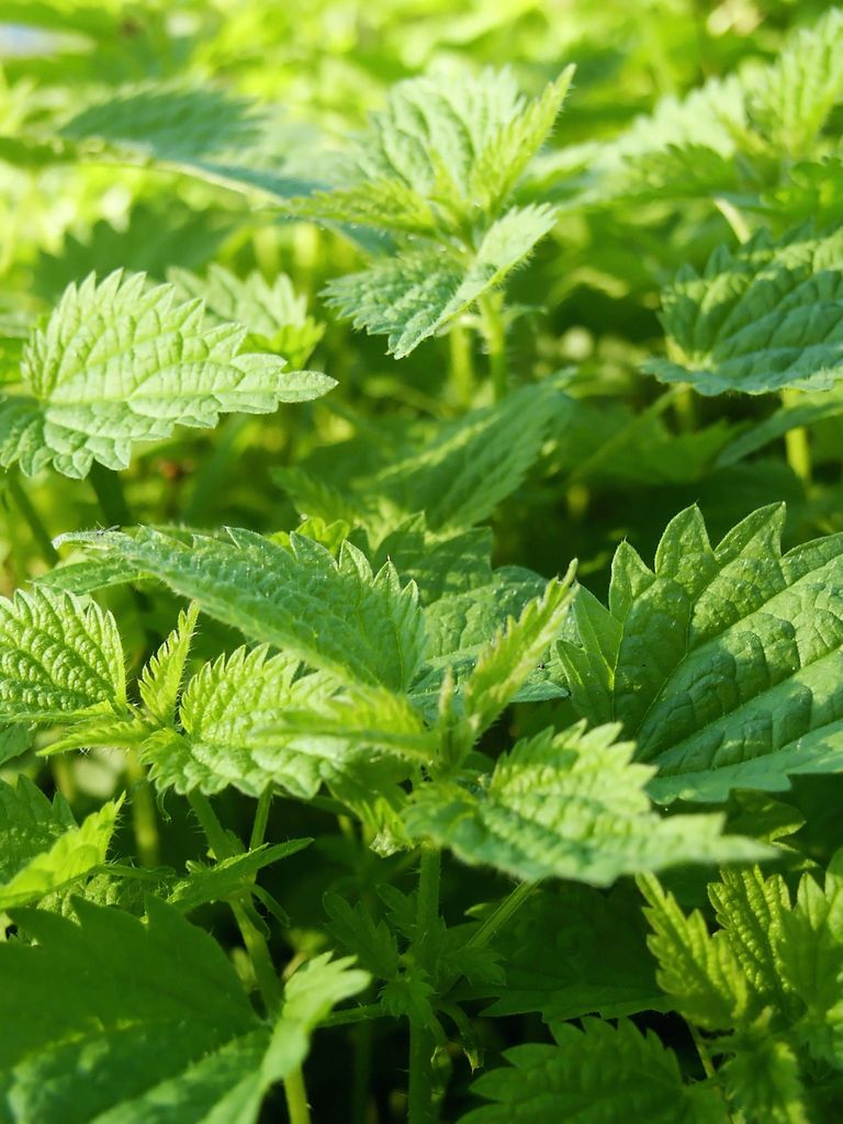 Information About Stinging Nettle - Learn How To Kill Stinging Nettle ...