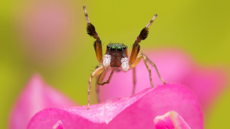 Jumping spiders: Facts about the cutest arachnids on the planet | Live ...