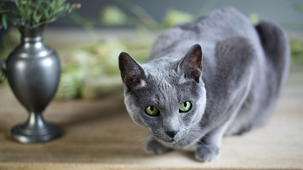 20 indoor cat breeds you’ll want in your home | PetsRadar