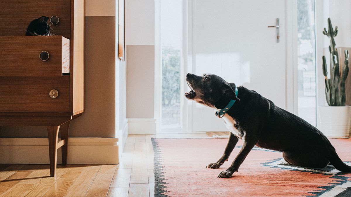 Three reasons why your dog may be behaving weirdly | PetsRadar