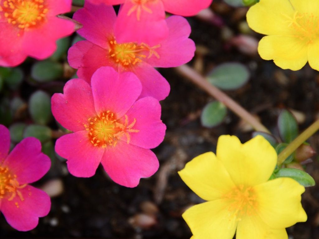 How To Grow And Care For Drought-Tolerant Portulaca | Gardening Know How
