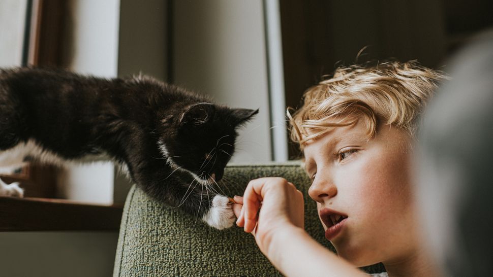 32 ways to raise a happy and healthy kitten | PetsRadar