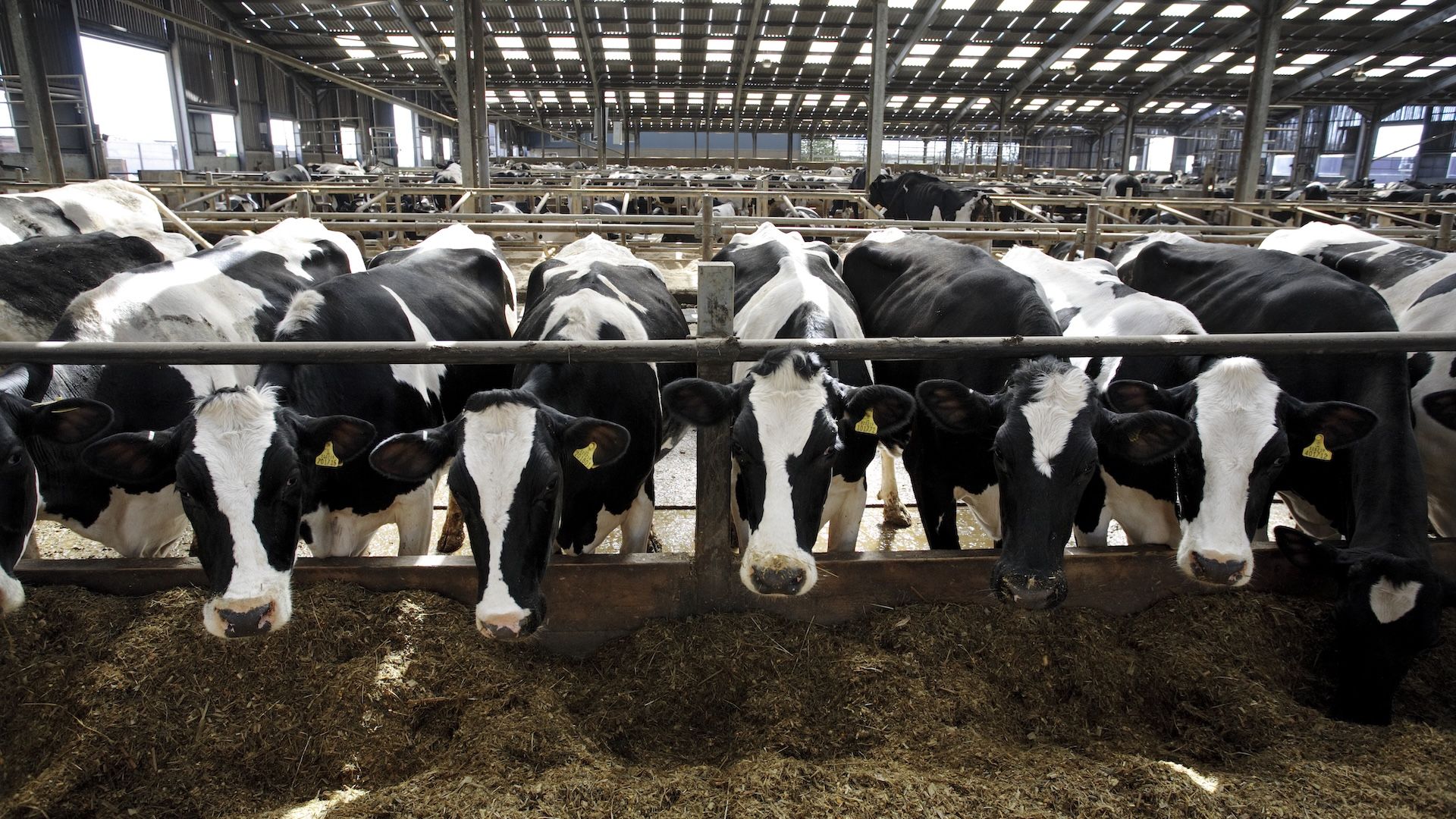 Raw milk carrying Salmonella sickened 170 people in 5 states, mainly ...