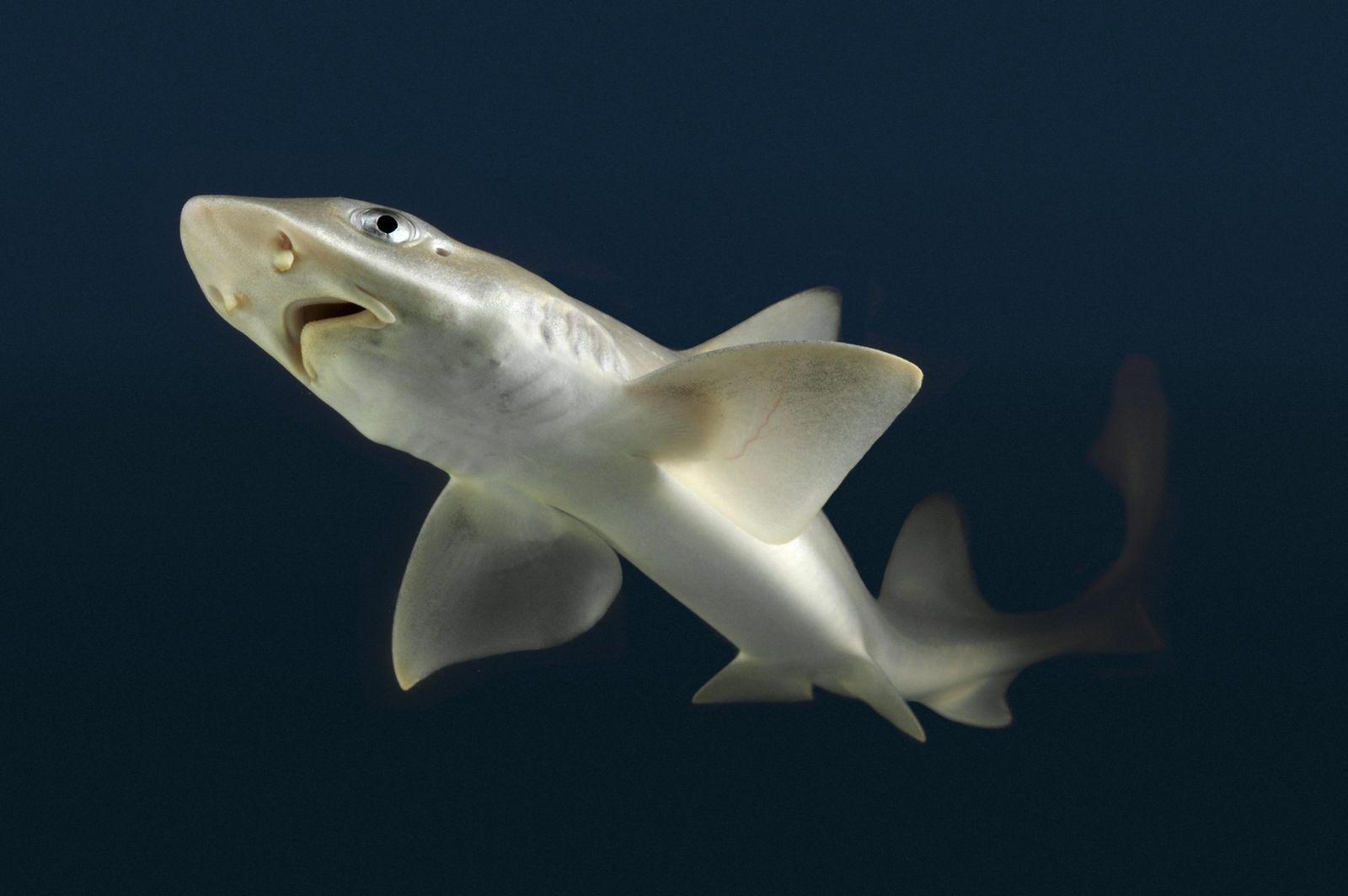 A complete guide to the sharks you'll find in the seas of Britain (and ...