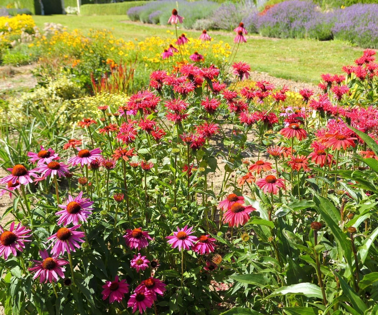 Best Coneflower Companion Plants For Long Flowering Borders | Gardening ...