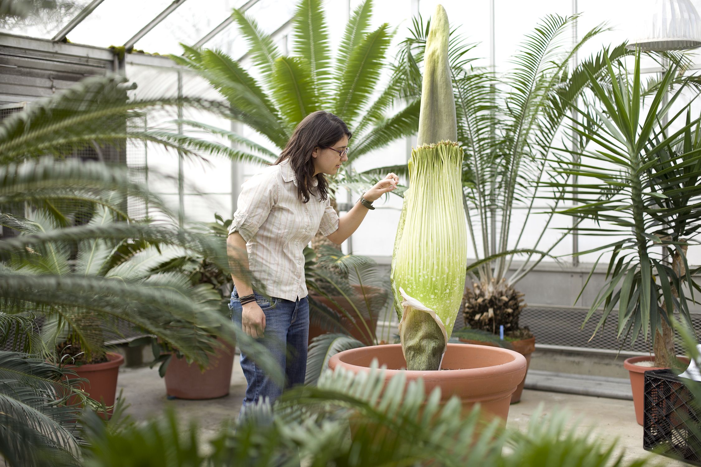 Giant Stinking Corpse Flower Set to Bloom | Live Science