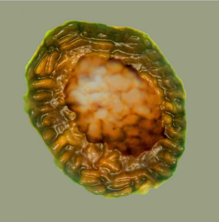 Complex Life Emerged from Sea Earlier Than Thought | Live Science