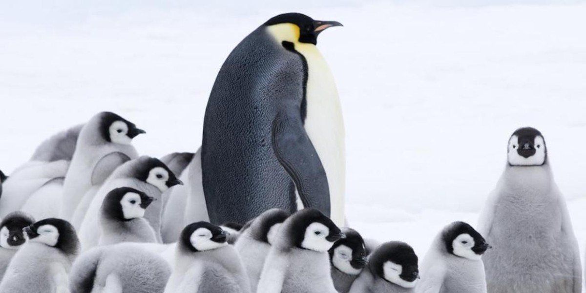 The Best Documentaries Narrated By Morgan Freeman, Including The Story ...