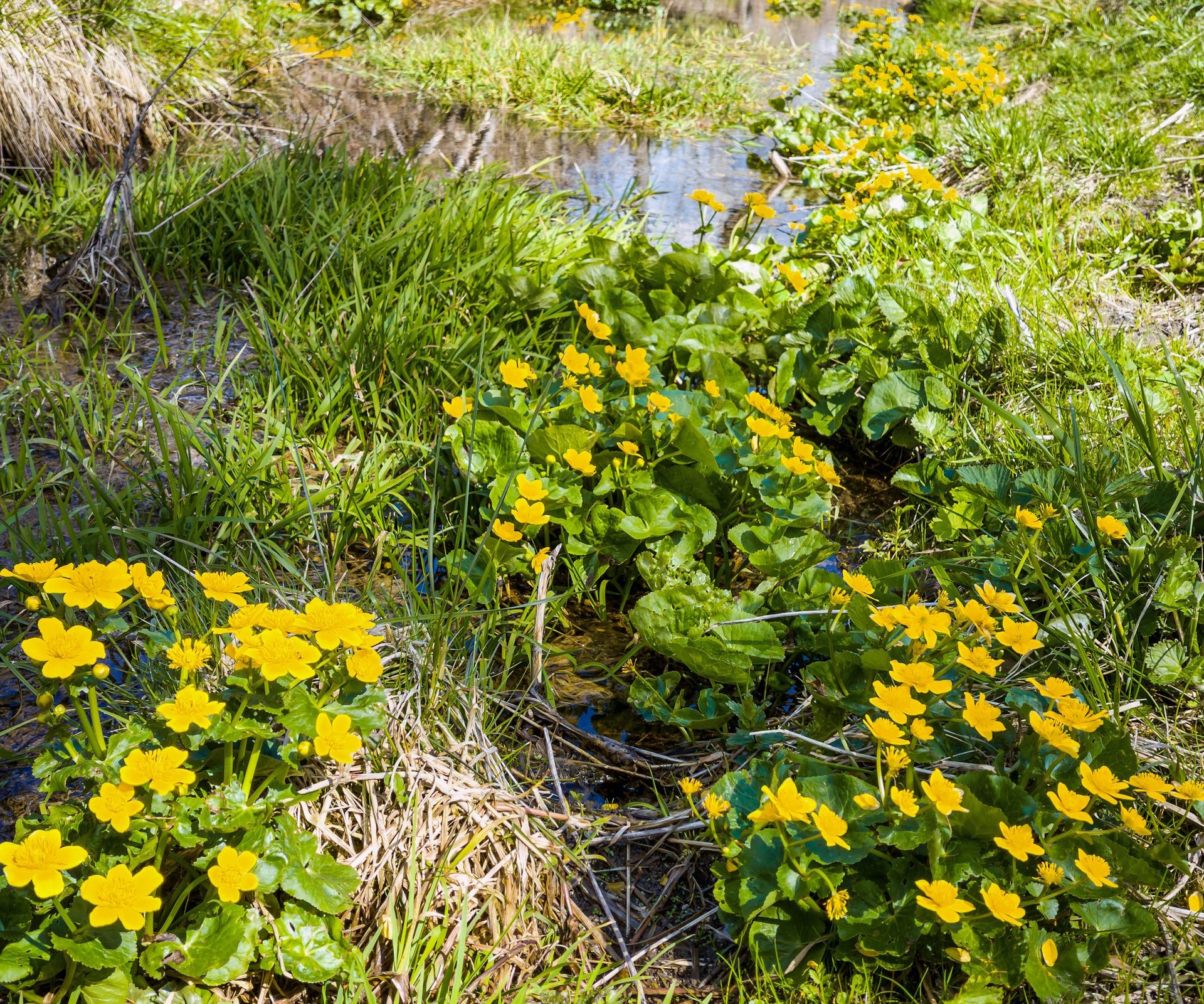How to grow marsh marigolds: the plant that loves wet soil | Homes and ...