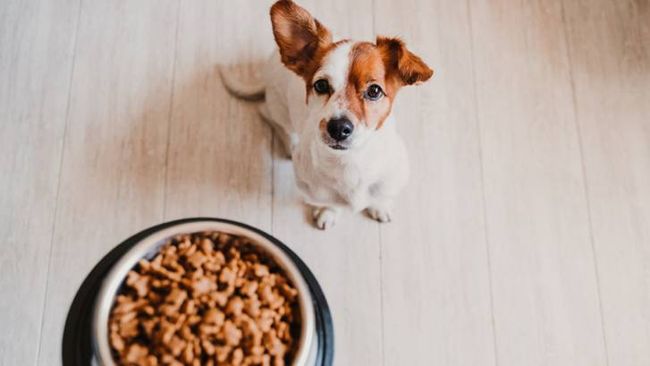 Dog food ingredients explained: A vet's guide to reading a dog food ...