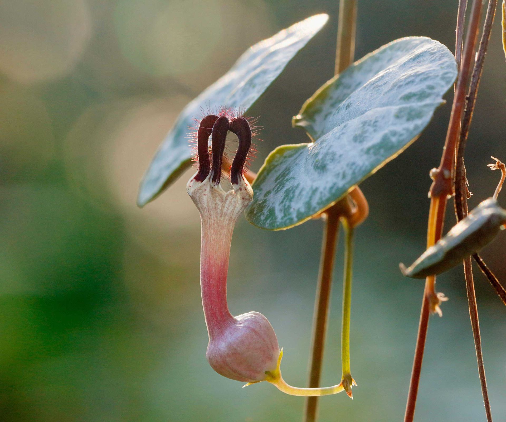 String-of-hearts care and growing guide | Homes and Gardens