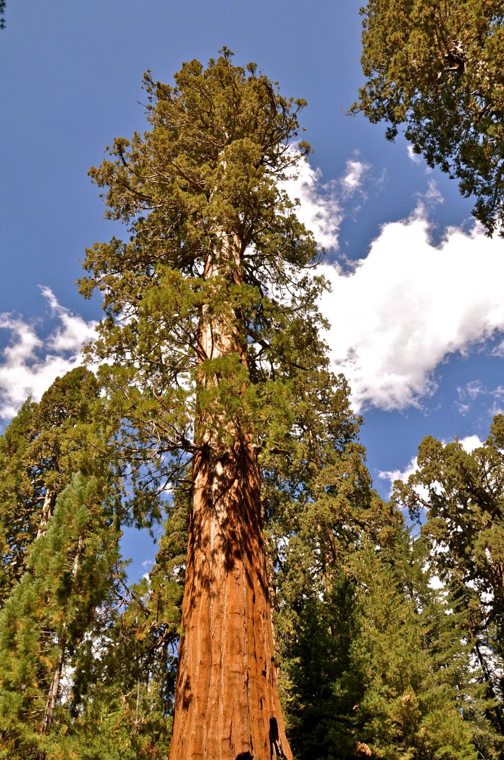 Nature's Giants: Photos of the Tallest Trees on Earth: Page 2 | Live ...