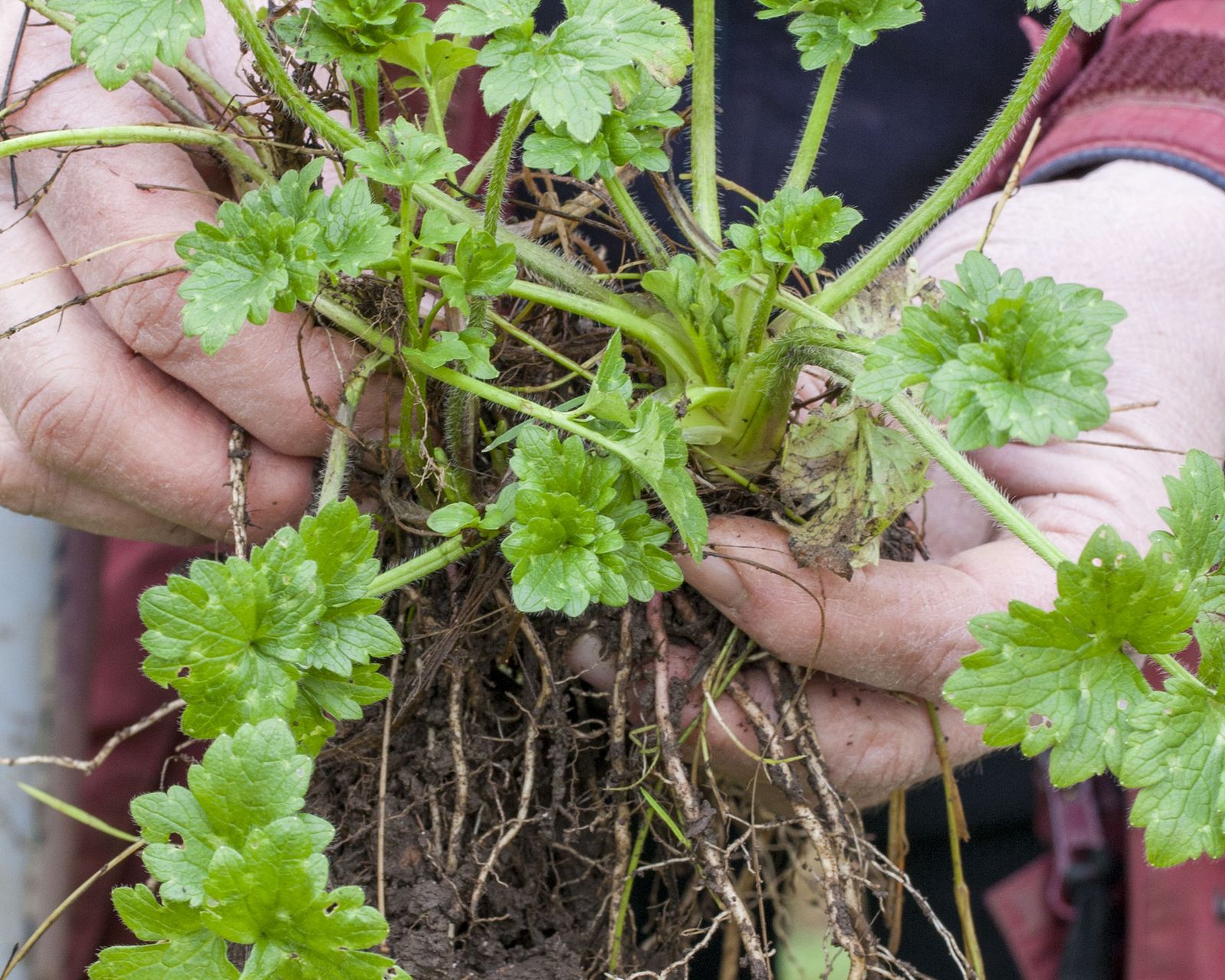 Composting weeds: learn the essential dos and don'ts | Gardeningetc