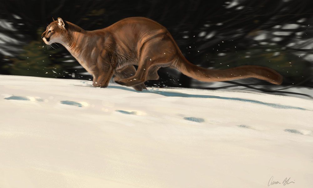 How to draw animals: 15 top tips | Creative Bloq