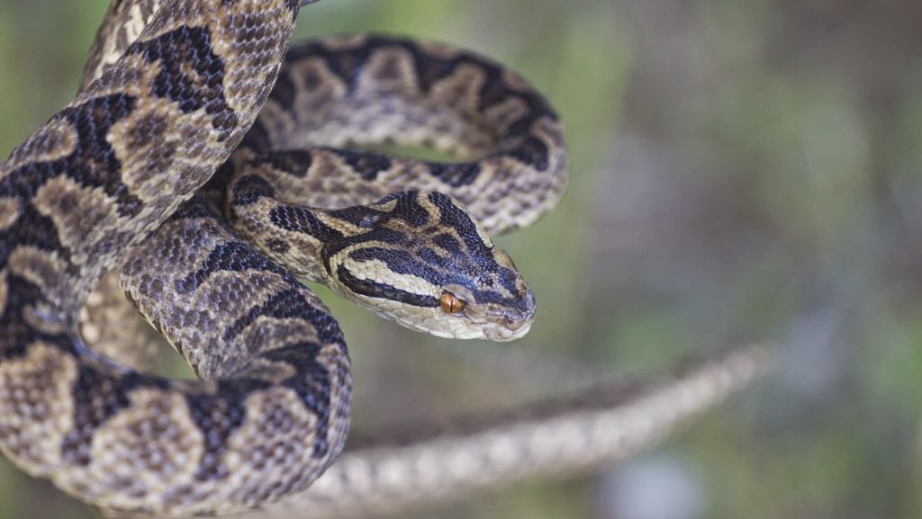 Could humans ever be venomous? | Live Science