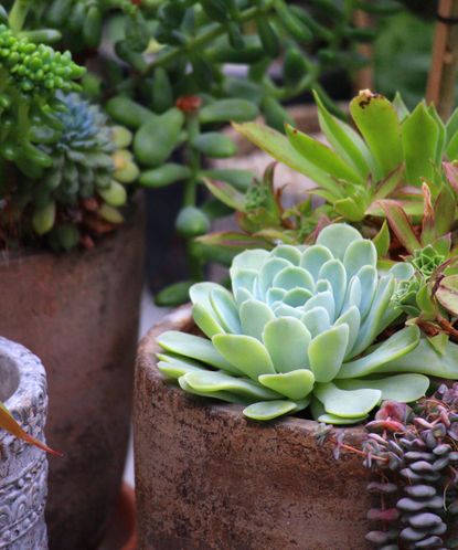 Best patio plants: 11 stunning options for paved spaces | Homes and Gardens