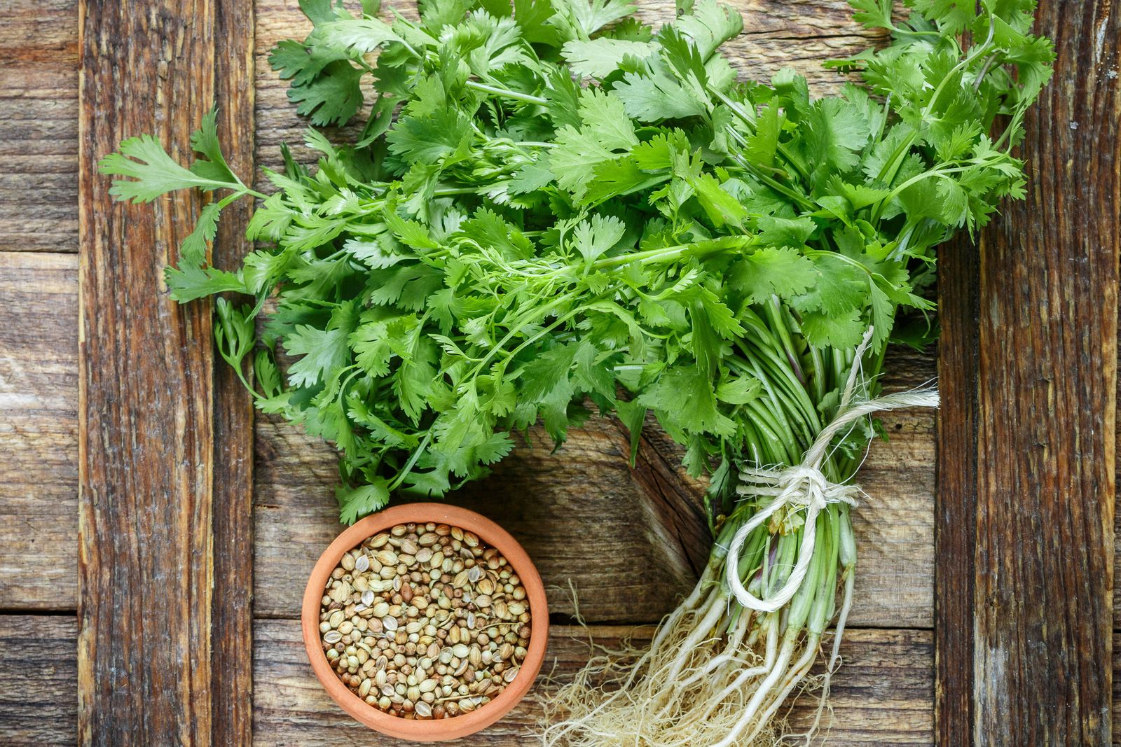 How to grow cilantro: tips on sowing, growing and harvesting this ...