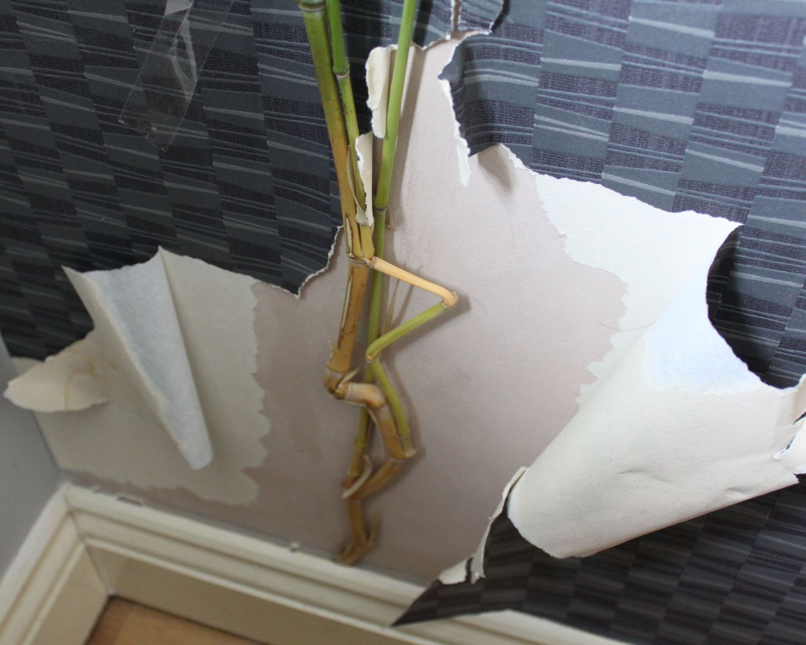 Expert issues bamboo warning as house is invaded | Gardeningetc