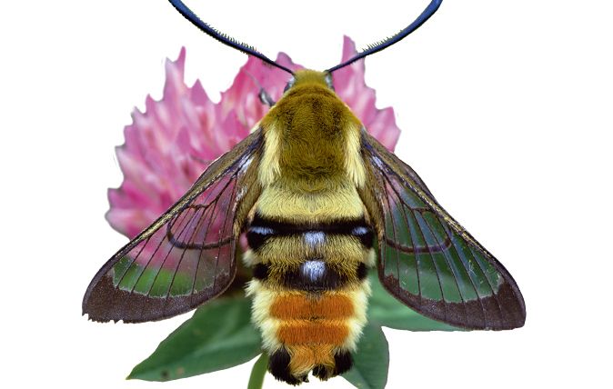 A simple guide to identifying British moths | Country Life