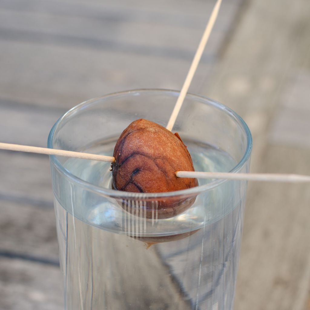How to grow avocado from stone: a step-by-step guide | Ideal Home