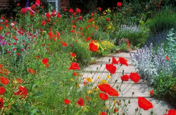 How to grow poppies: top tips on growing and caring for these stunning ...