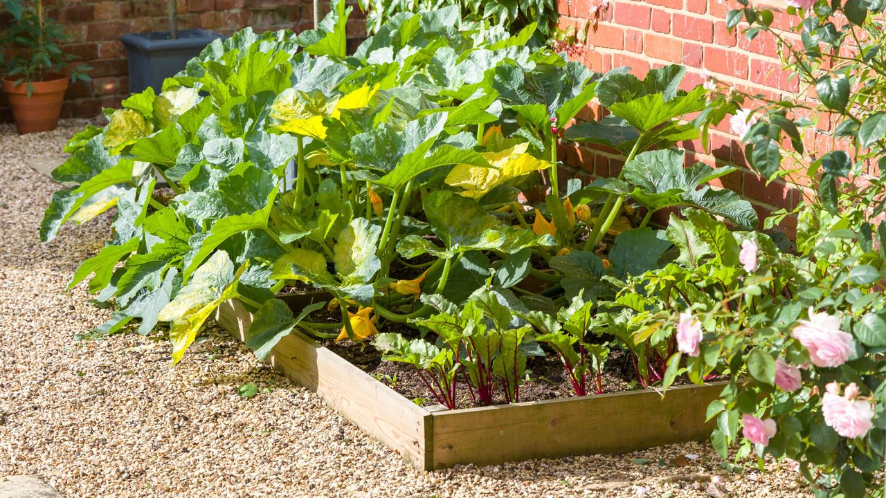 Create Walkways Between Raised Beds: 4 Ways To Edge A Space | Gardening ...