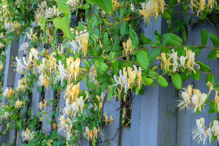 Honeysuckle growing tips: expert advice for this climber | Gardeningetc