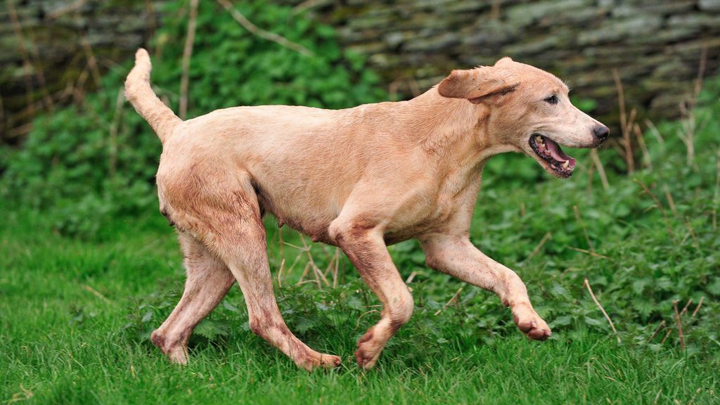 18 scent hounds known for their powerful noses | PetsRadar