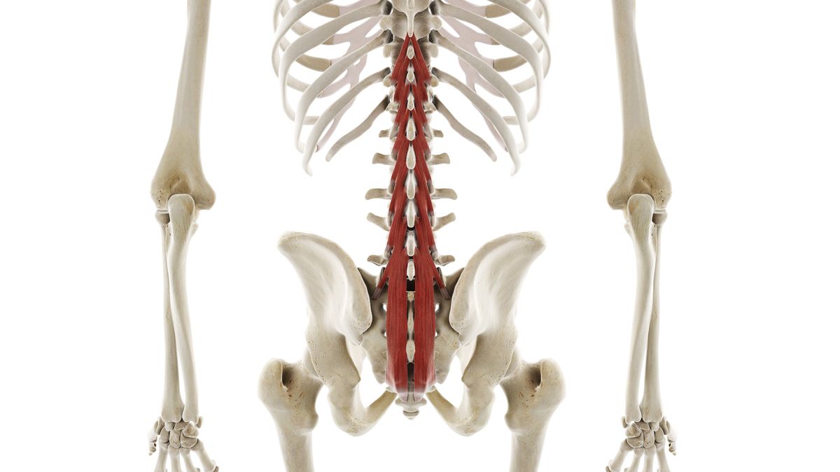 What are core muscles? | Live Science