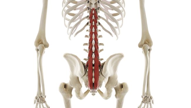 What are core muscles? | Live Science