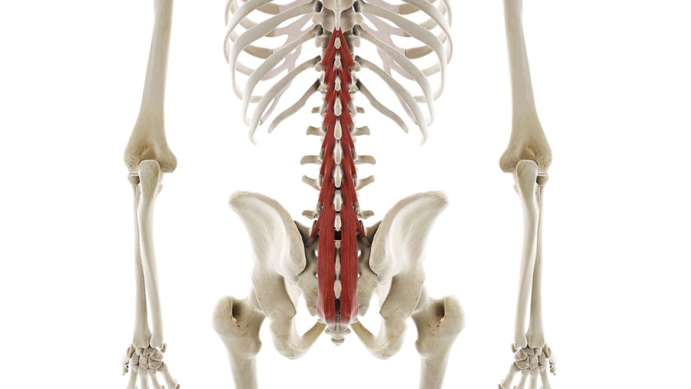 What are core muscles? | Live Science