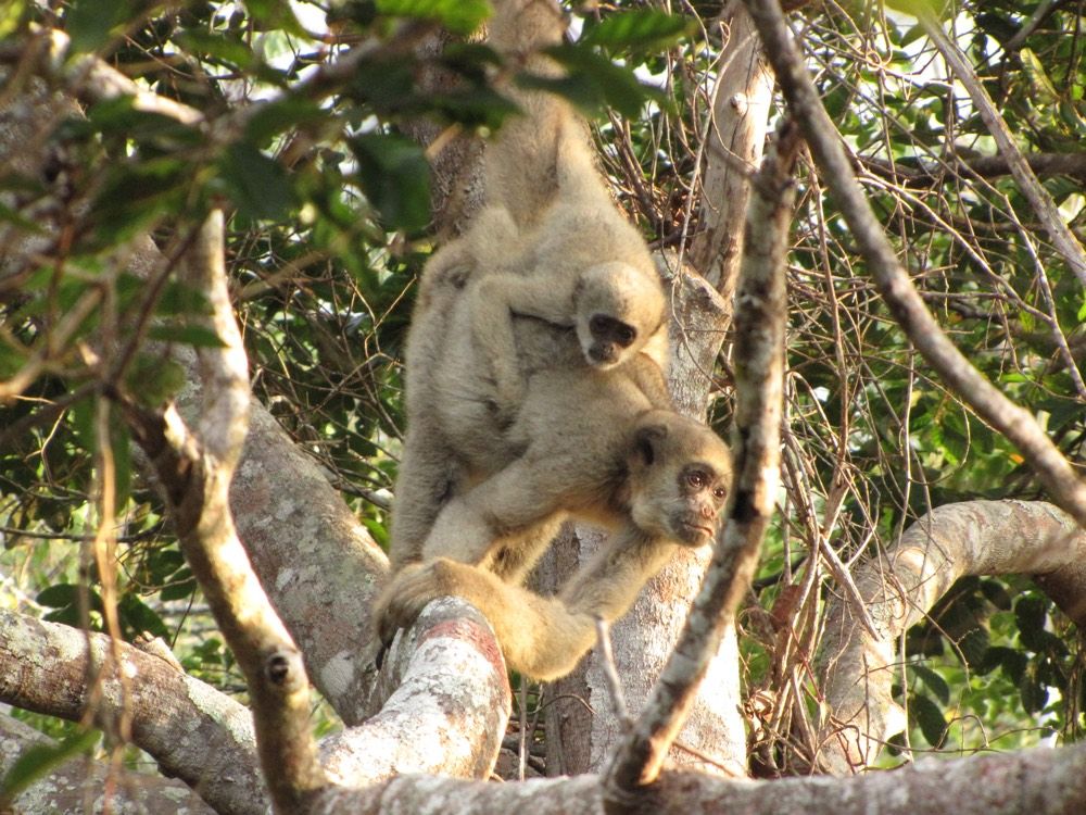 Photos: The Monkeys of Brazil's Atlantic Forest | Live Science