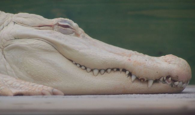 The pink and white album: Amazing albino animals | Live Science