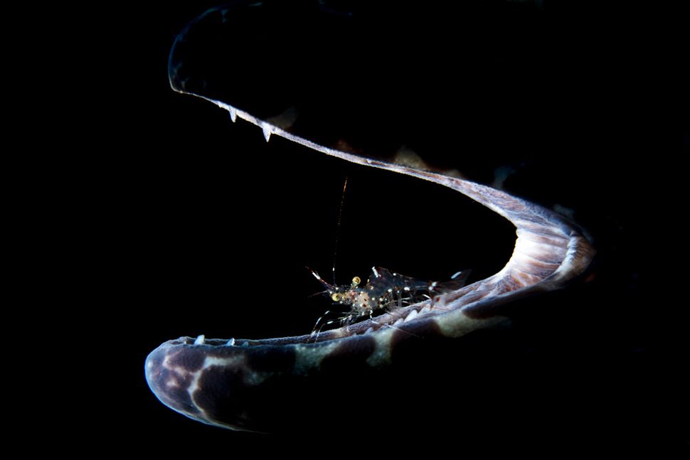 Gallery: Jaw-Dropping Images of Life Under the Sea | Live Science