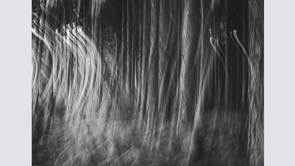 How to create beautiful shots using ICM photography | Digital Camera World