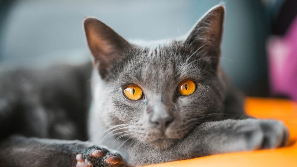 32 types of show-breed cats | PetsRadar