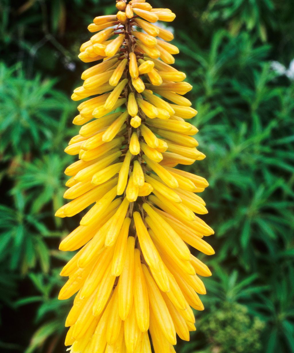 Red hot poker varieties: 16 types for sizzling summer color | Homes and ...