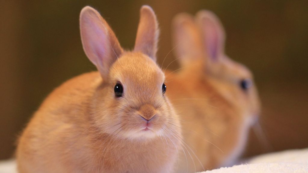 32 facts about rabbits that might surprise you | PetsRadar