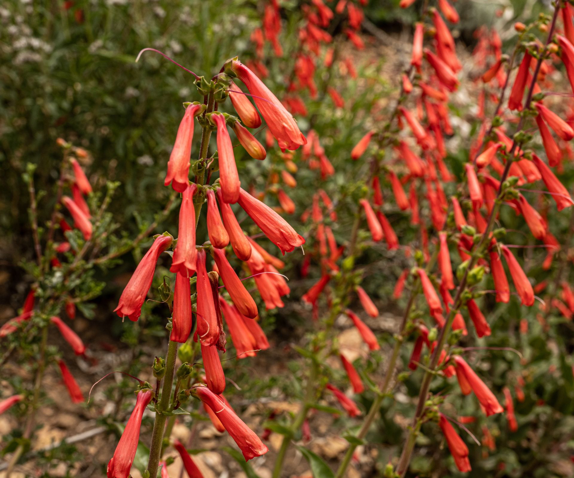 Best desert plants: 6 drought-tolerant shrubs and flowers | Homes and ...