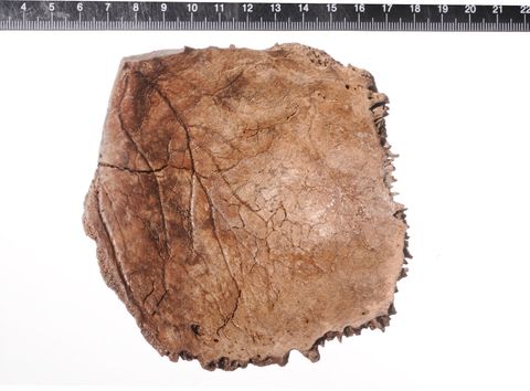 Photos: Ancient Human Remains from Beneath the North Sea | Live Science