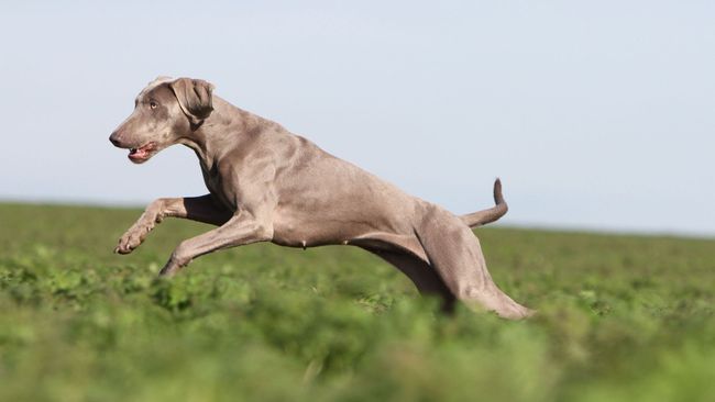 14 pointing dog breeds from around the world | PetsRadar