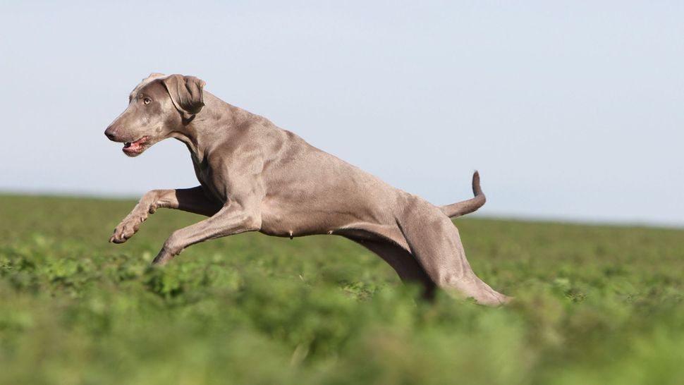14 pointing dog breeds from around the world | PetsRadar